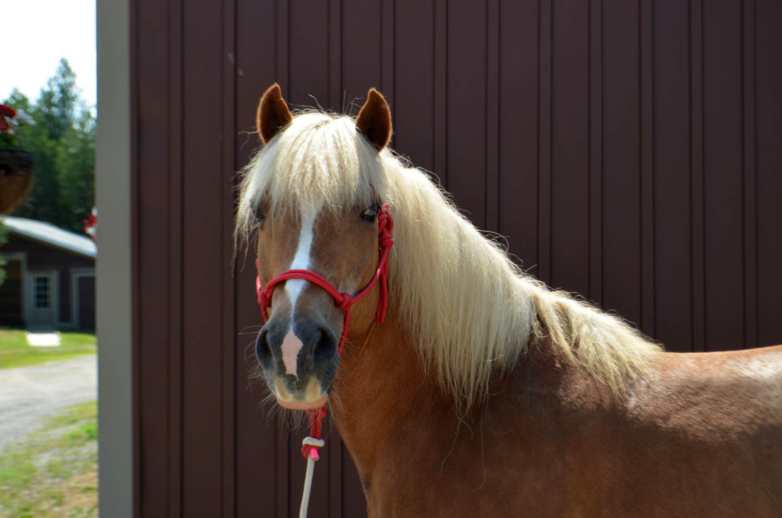 Therapeutic Riding Association of Ottawa-Carleton (TROtt)